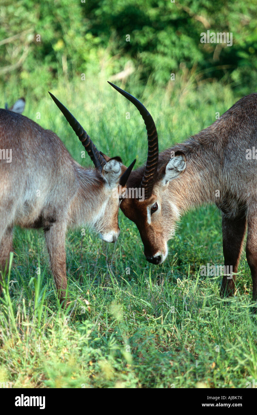 Portrait of a waterbuck bull hi-res stock photography and images - Alamy