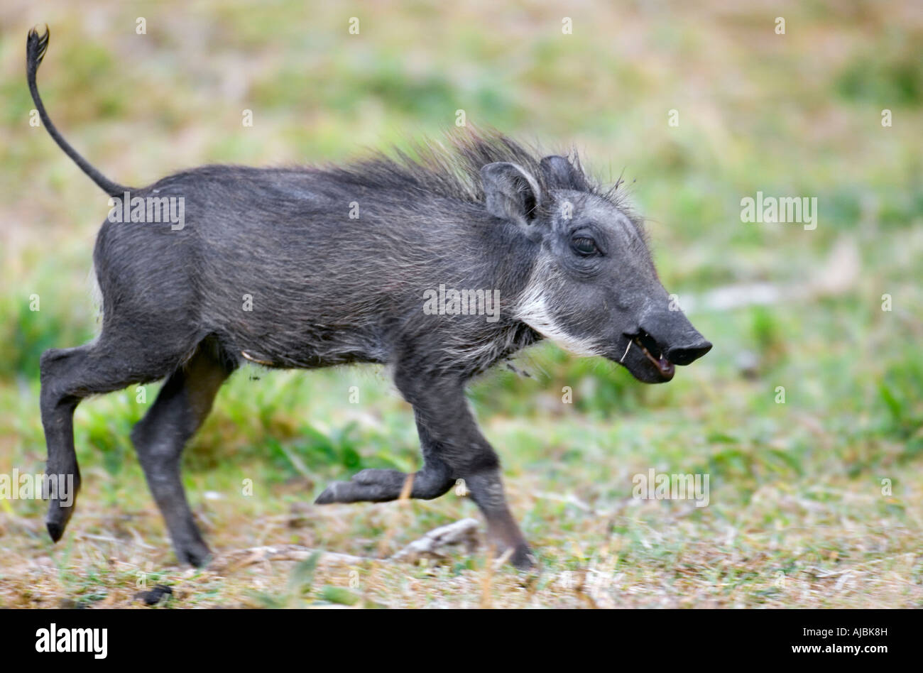 Portrait of Warthog (Phacochoerus africanus) Piglet Running Through the ...