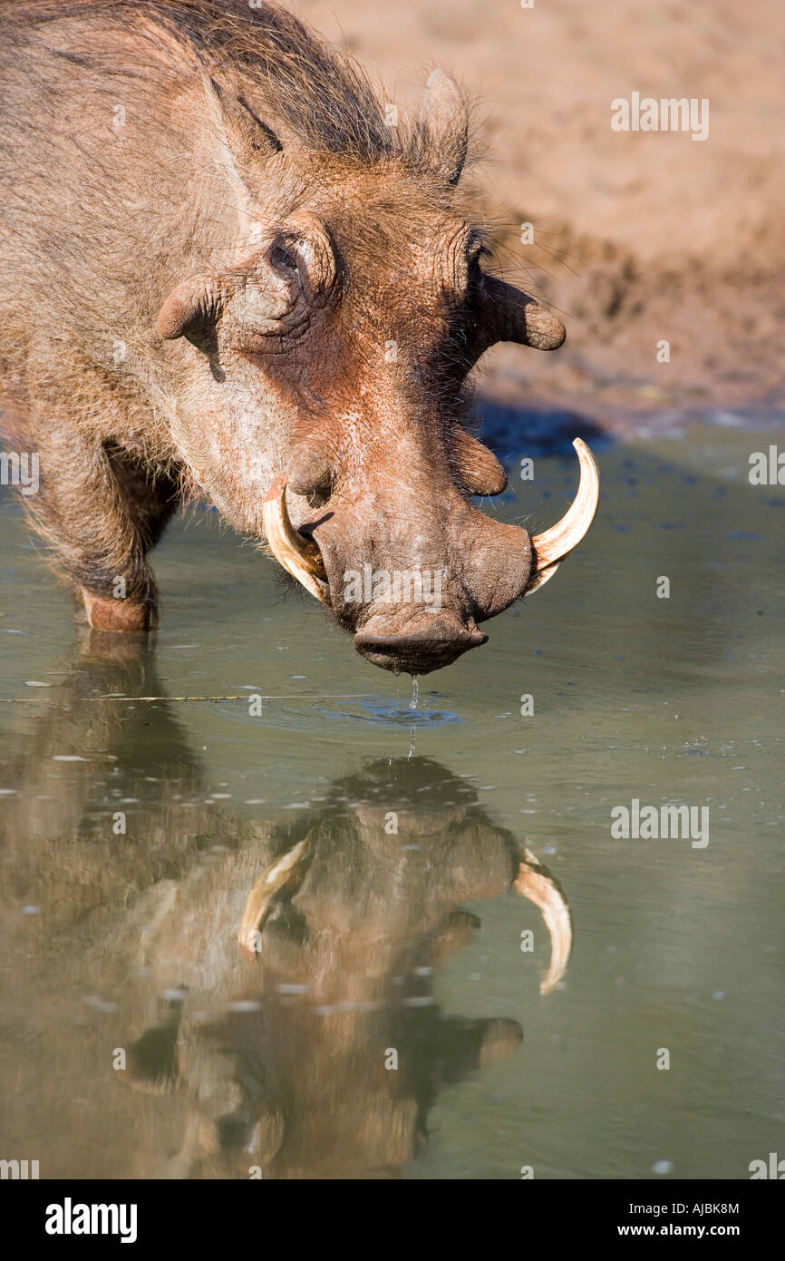 Warthog (Phacochoerus africanus) Family Drinking Water at Waterhole ...
