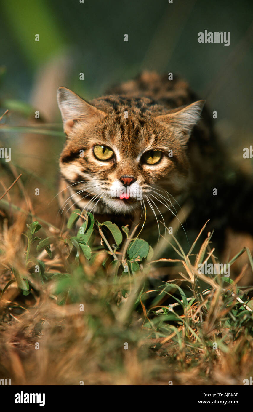African Wildcat (Felis Lybica) - Looking at the Camera Stock Photo - Alamy