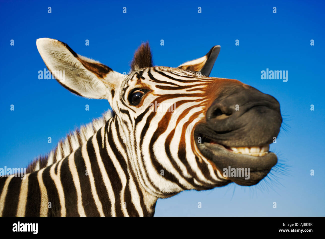 Zebra teeth smiling hi-res stock photography and images - Alamy
