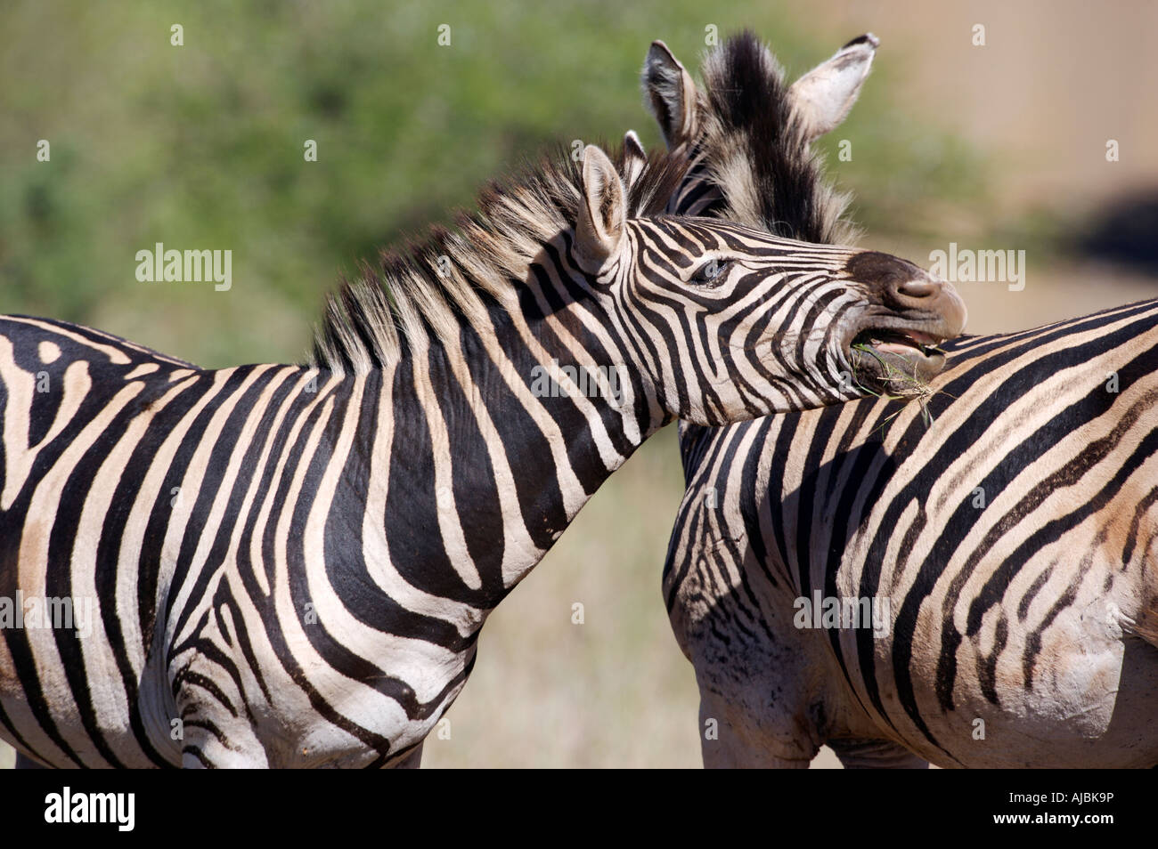 Scratching zebra hi-res stock photography and images - Alamy