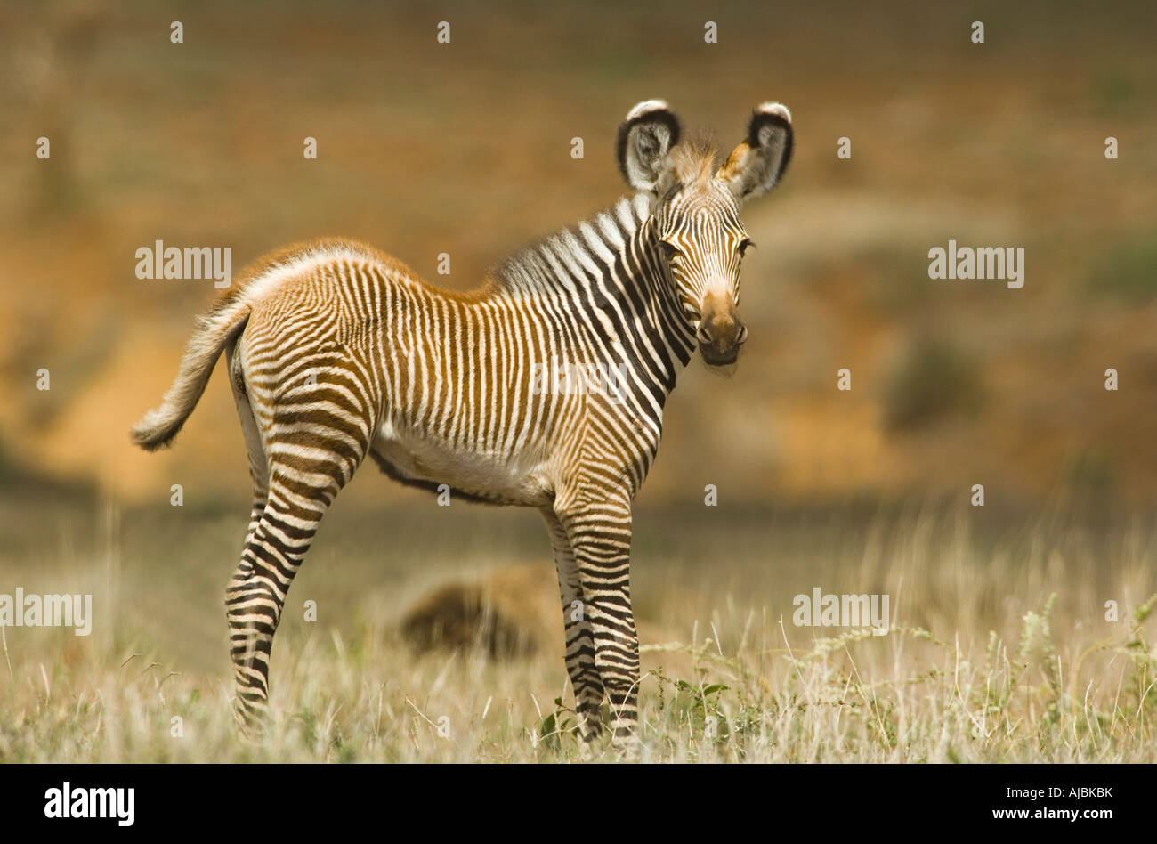 Lone Grevy's Zebra (Equus grey) Foal - Profile Stock Photo - Alamy