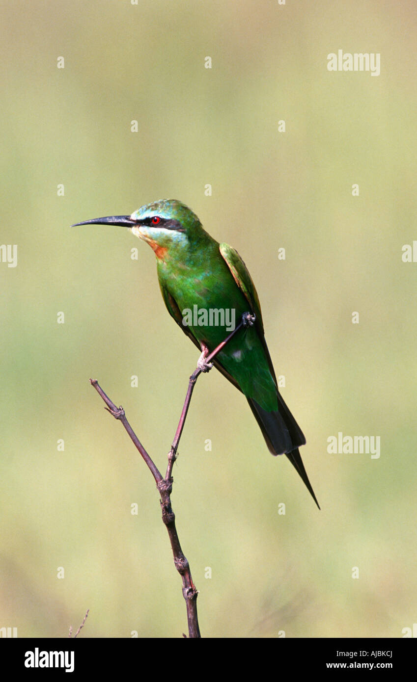 Blue-cheeked Bee-eater ( Merops persicus ) Perched on a Tree Branch ...