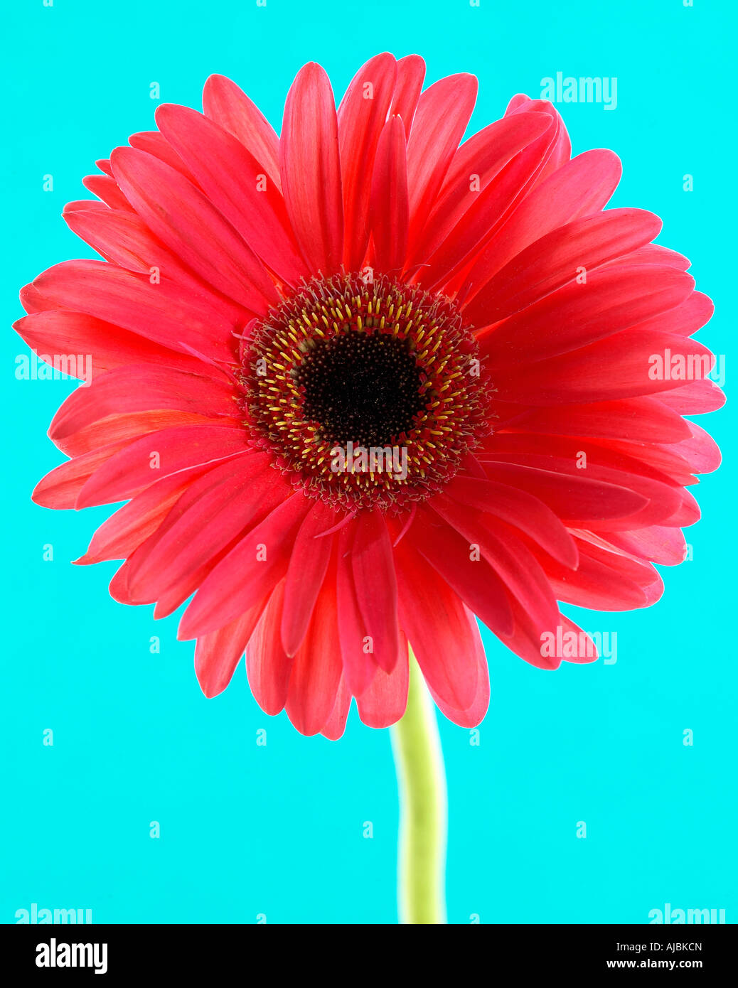 Red Barberton Daisy (Gerbera jamesonii) on a Blue Background Stock ...
