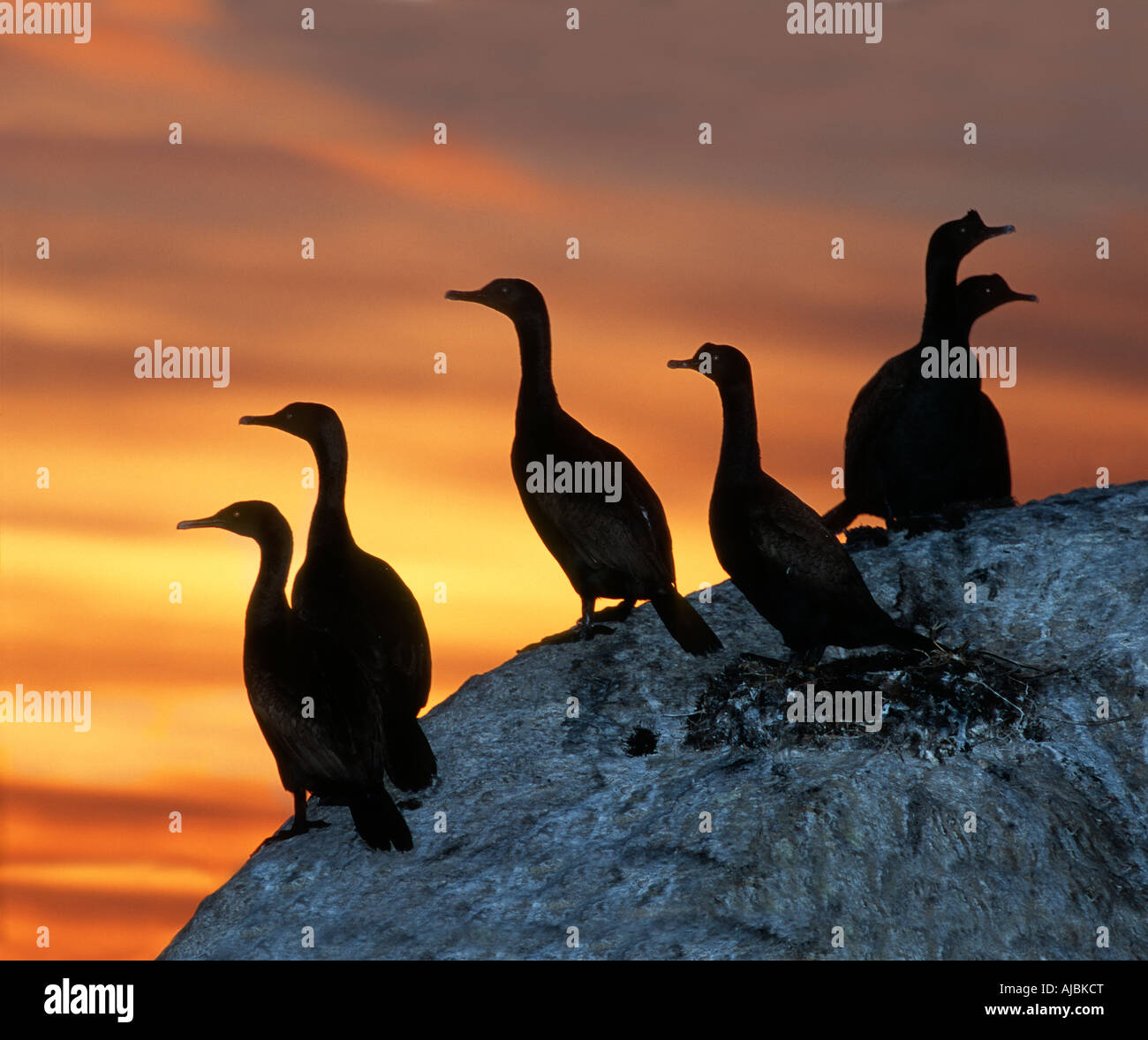 Phalacrocorax neglectus eye hi-res stock photography and images - Alamy