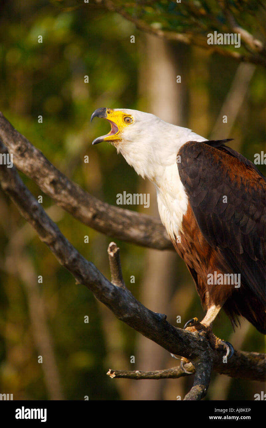Fish eagle calling hi-res stock photography and images - Alamy