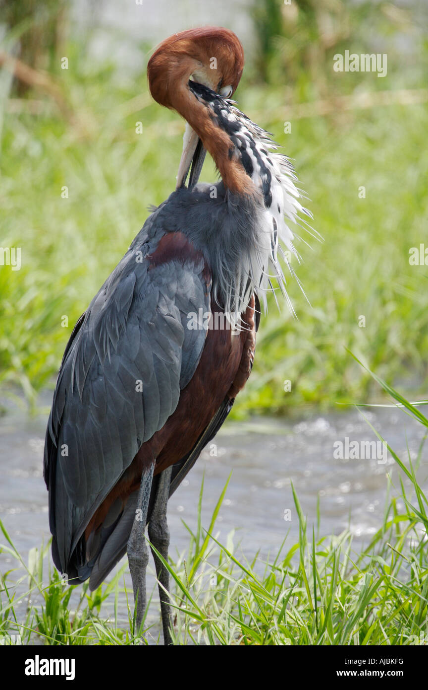 Goliath Heron (Ardea goliath) Preening Stock Photo - Alamy