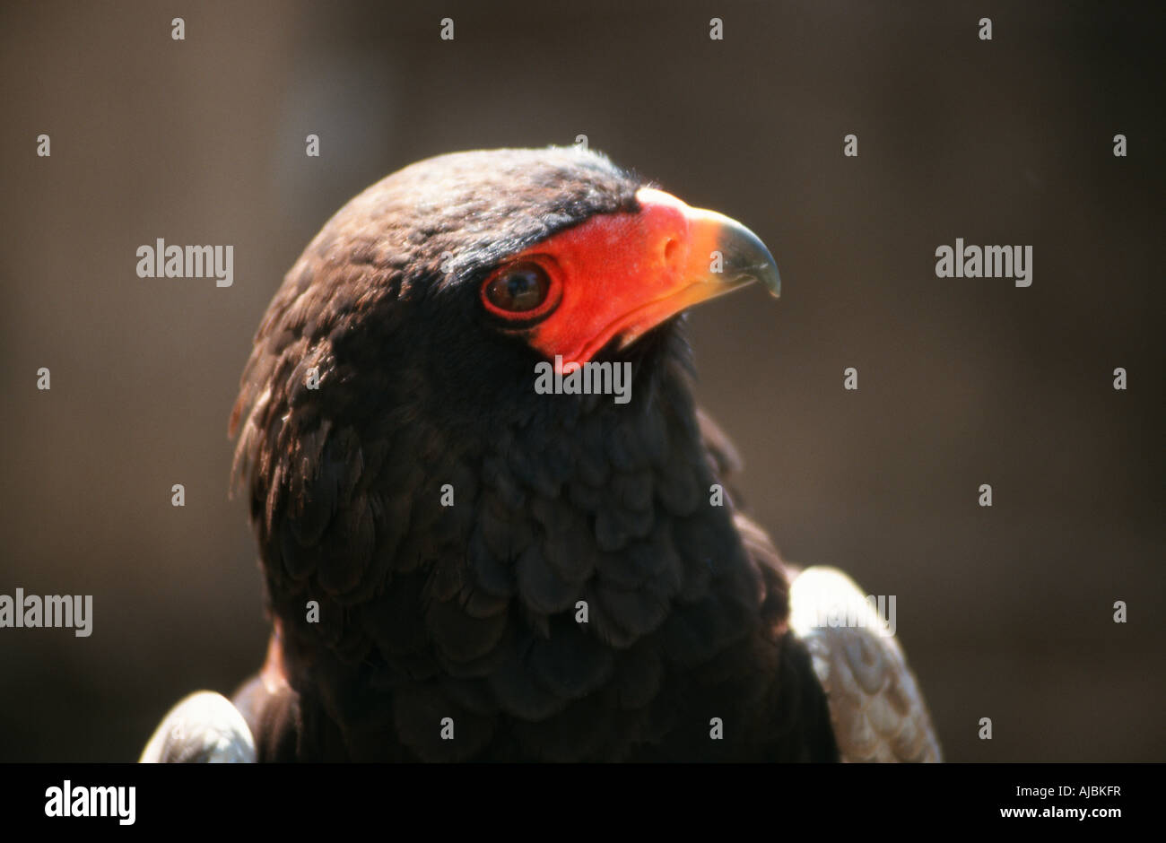Close-up Profile of a Bataleur Eagle (Terathopius ecaudatus Stock Photo ...