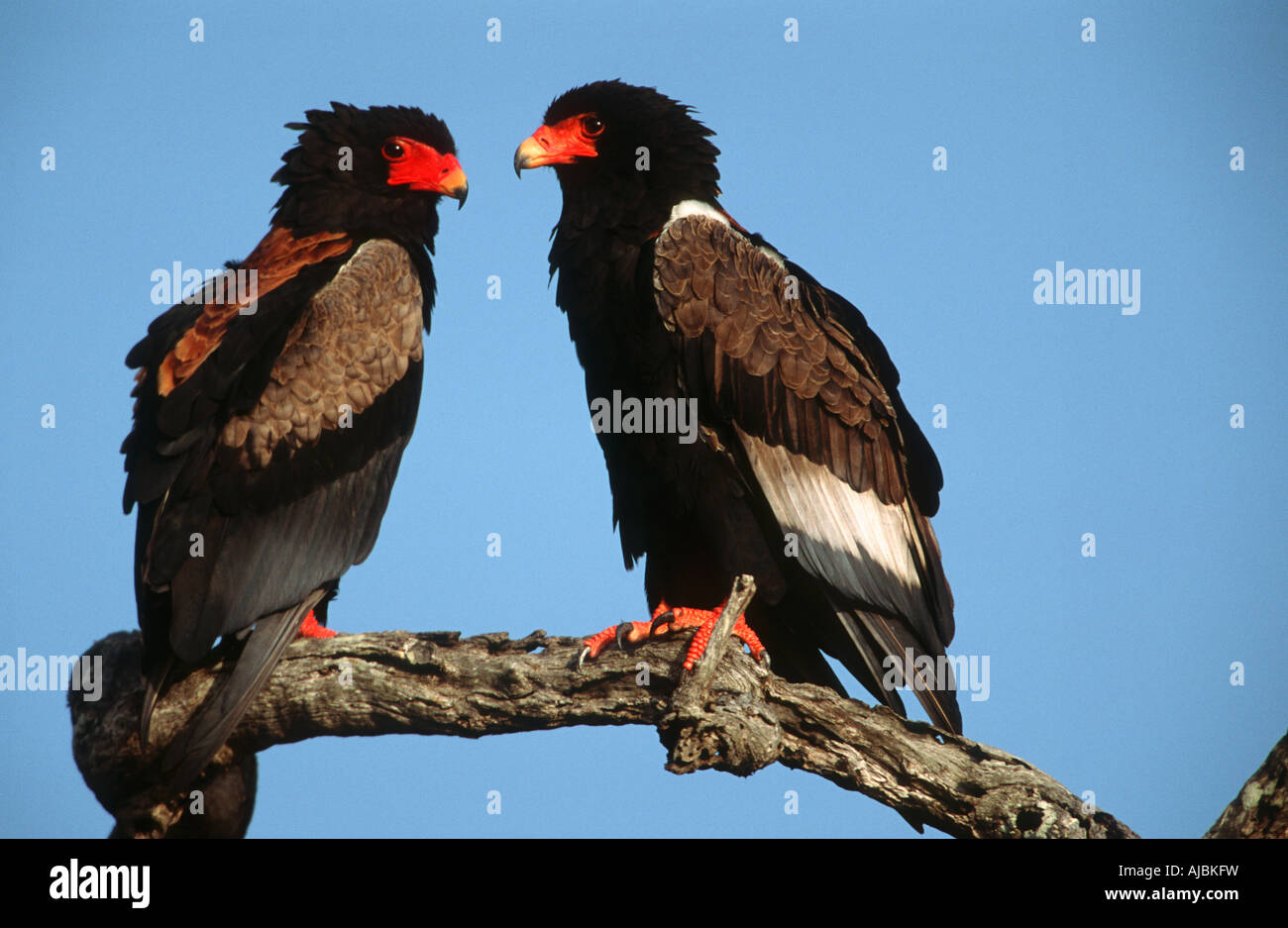 Bataleur Eagle (Terathopius ecaudatus) Pair Sitting on a Branch Stock ...