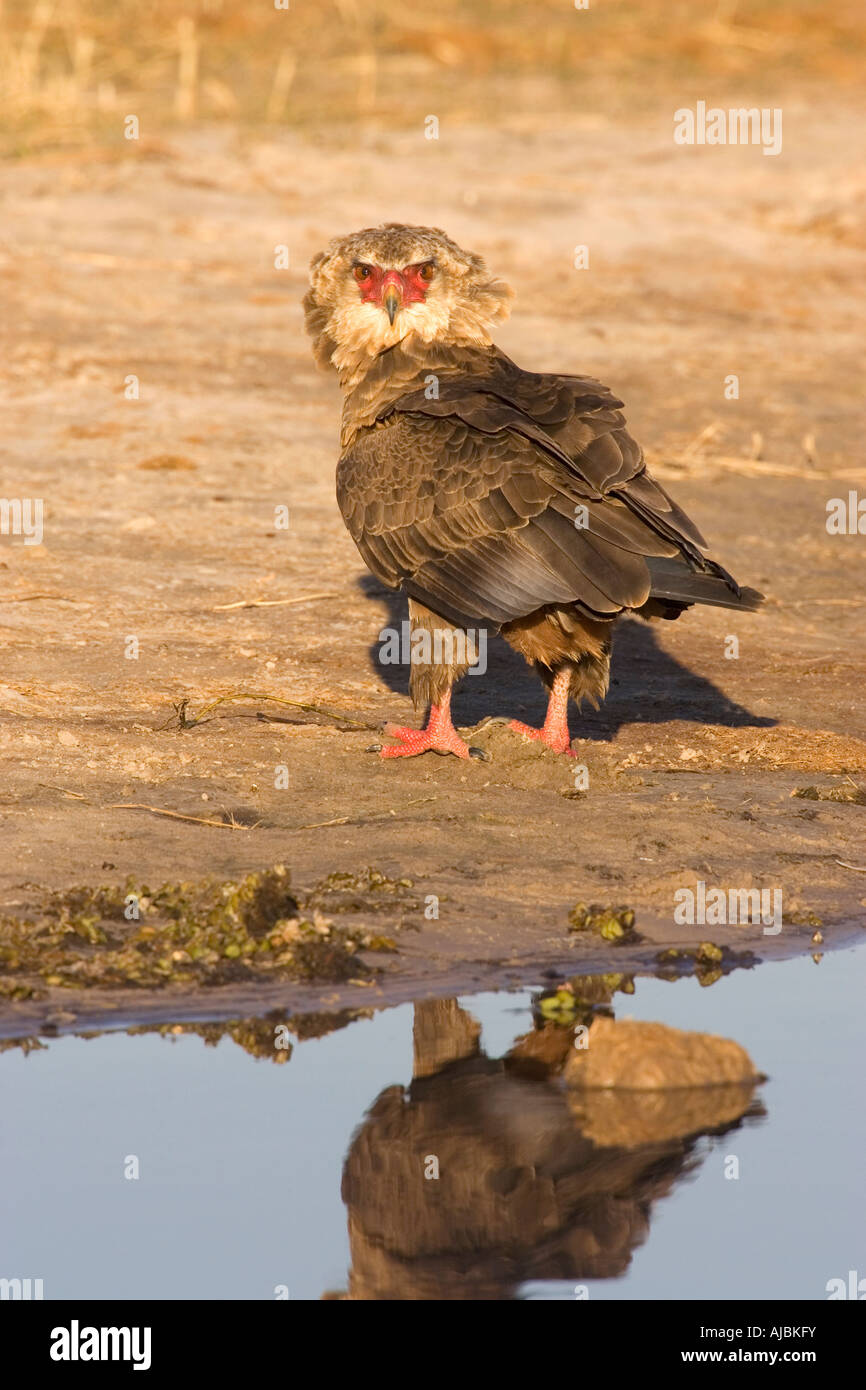 Juvenile Bataleur Eagle (Terathopius ecaudatus) Walking Over Muddy ...