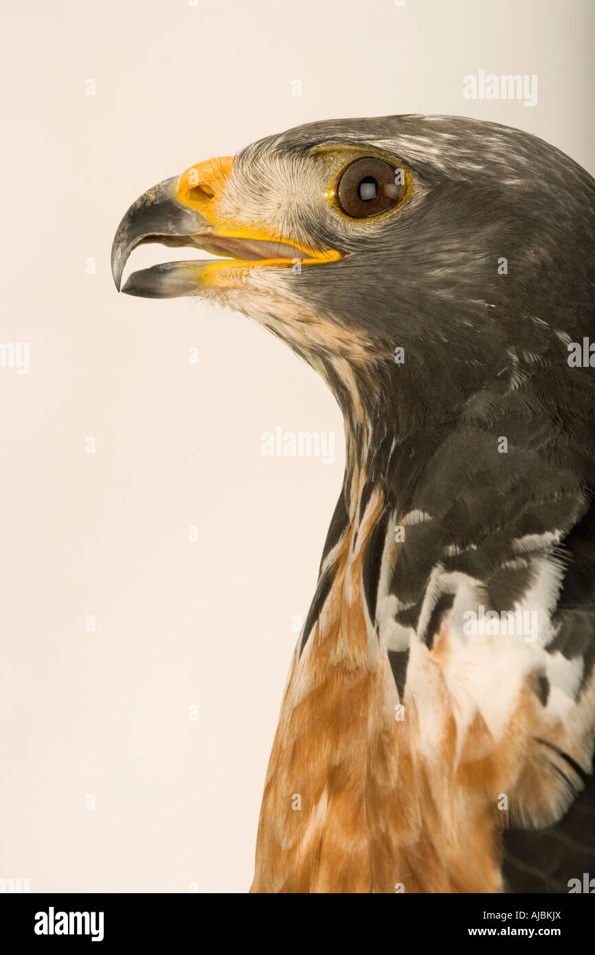 Profile of a Jackal Buzzard (Buteo rufofuscus Stock Photo - Alamy