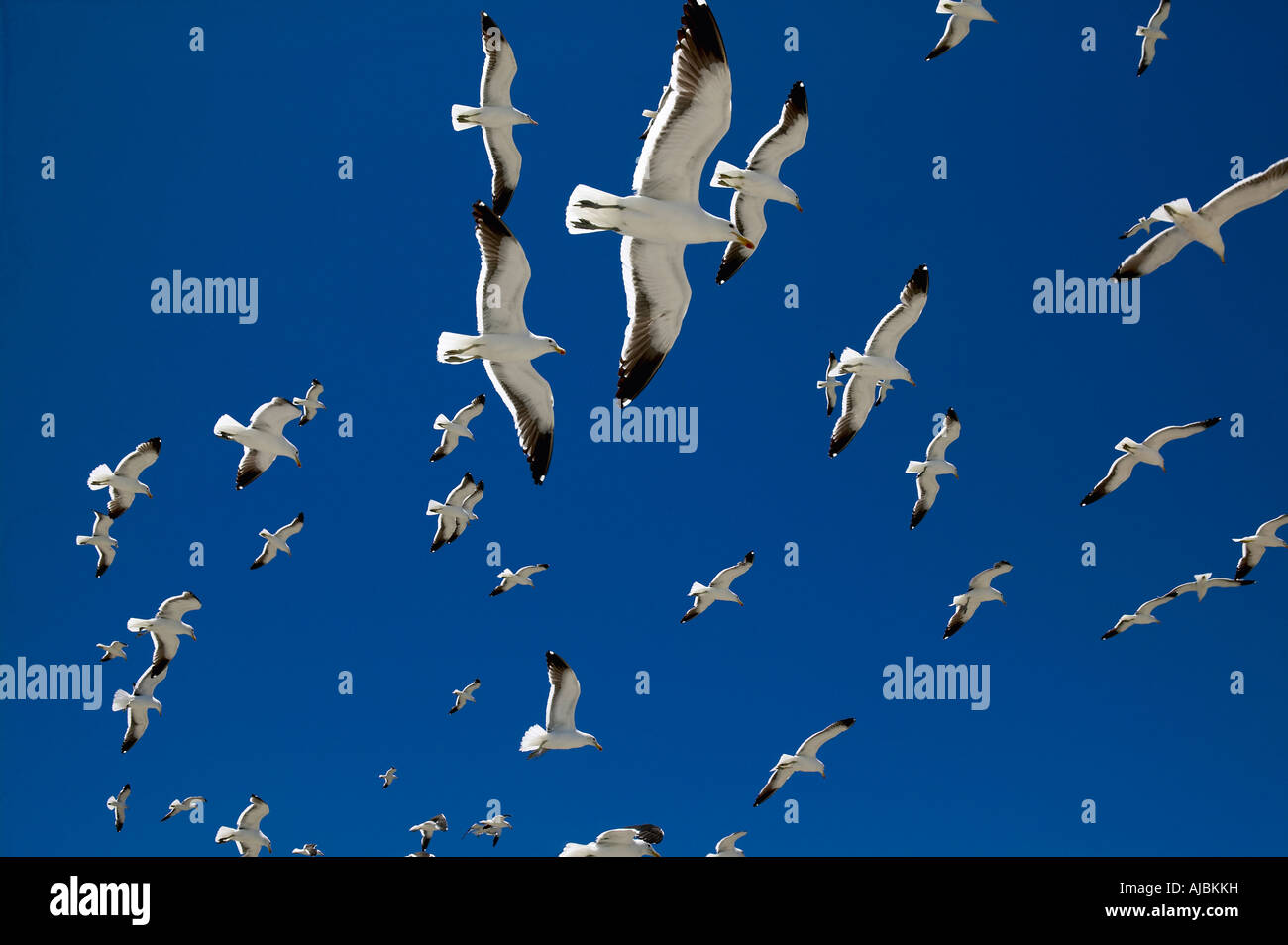 Large Group of Sea Gulls Flying Overhead with Blue Sky Background Stock ...