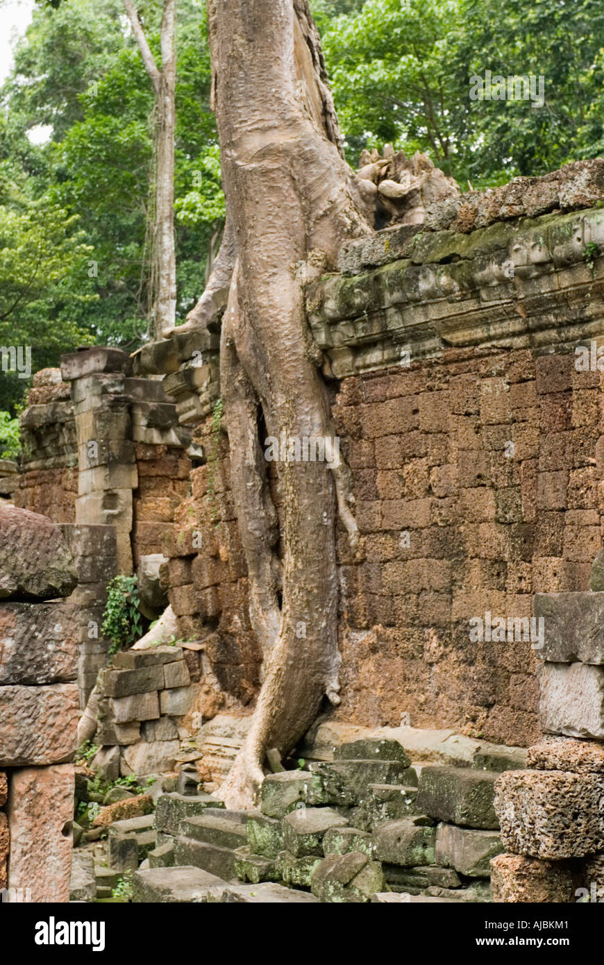 Bombax ceiba tree hi-res stock photography and images - Alamy