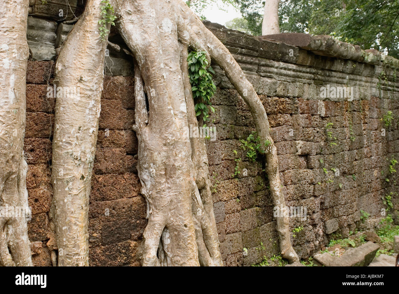 Cambodia kapok tree jungle temple ruins hi-res stock photography and ...