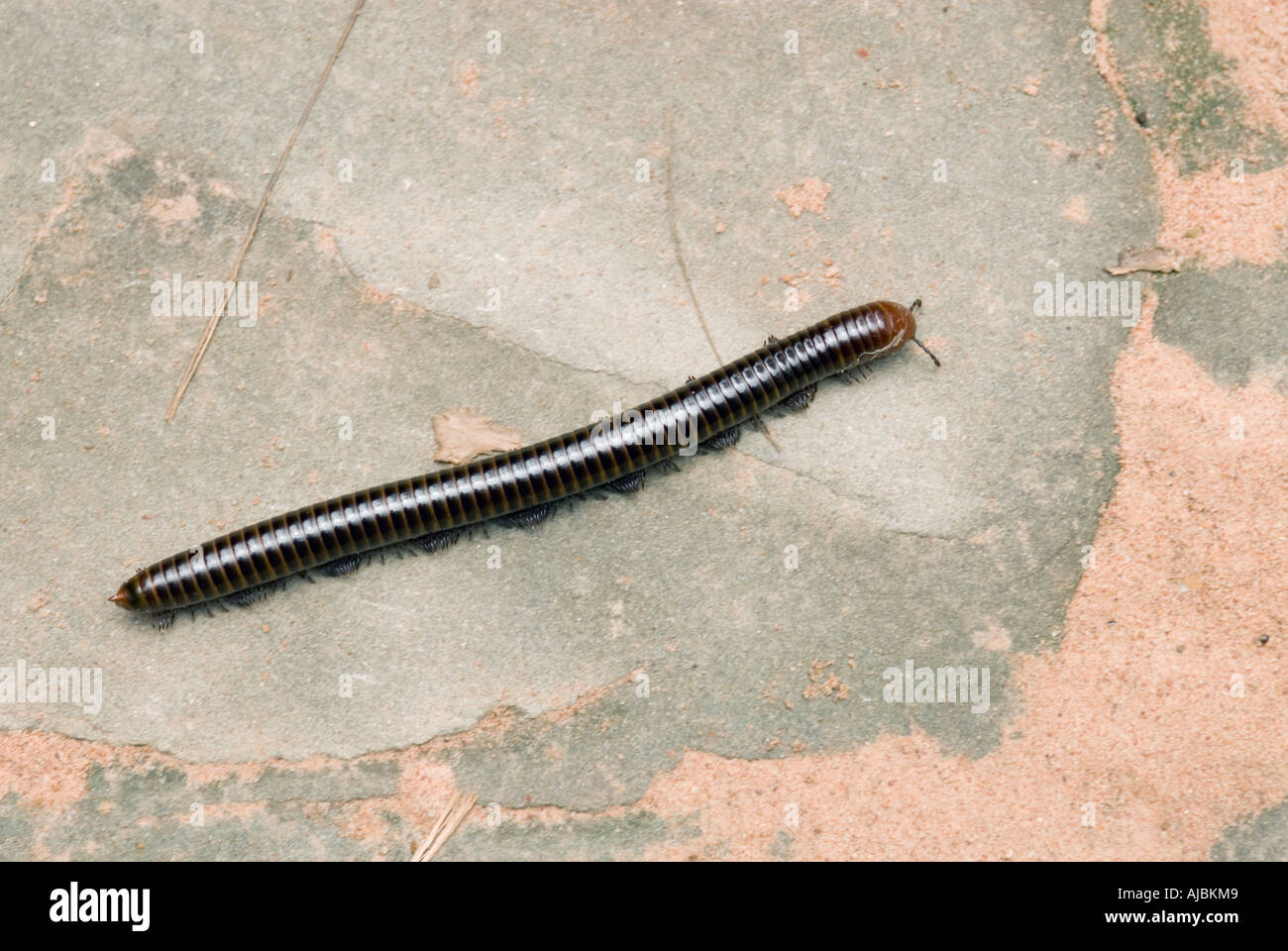 Black Diplopoda Arthropod High Resolution Stock Photography and Images ...