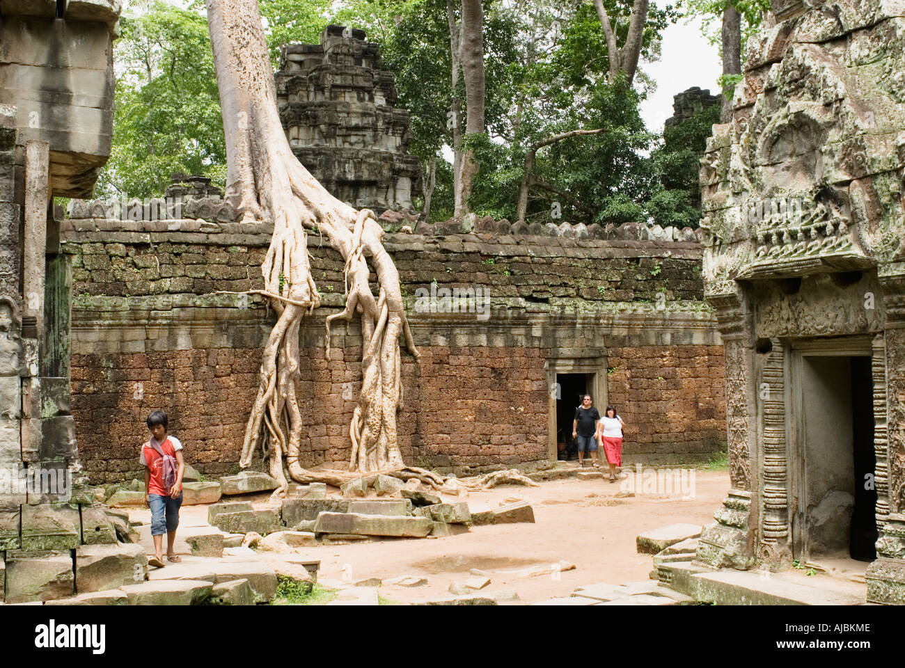 Cambodia Ta Prohm Kapok Silk Cotton Tree Roots Growing Over Temple Wall ...