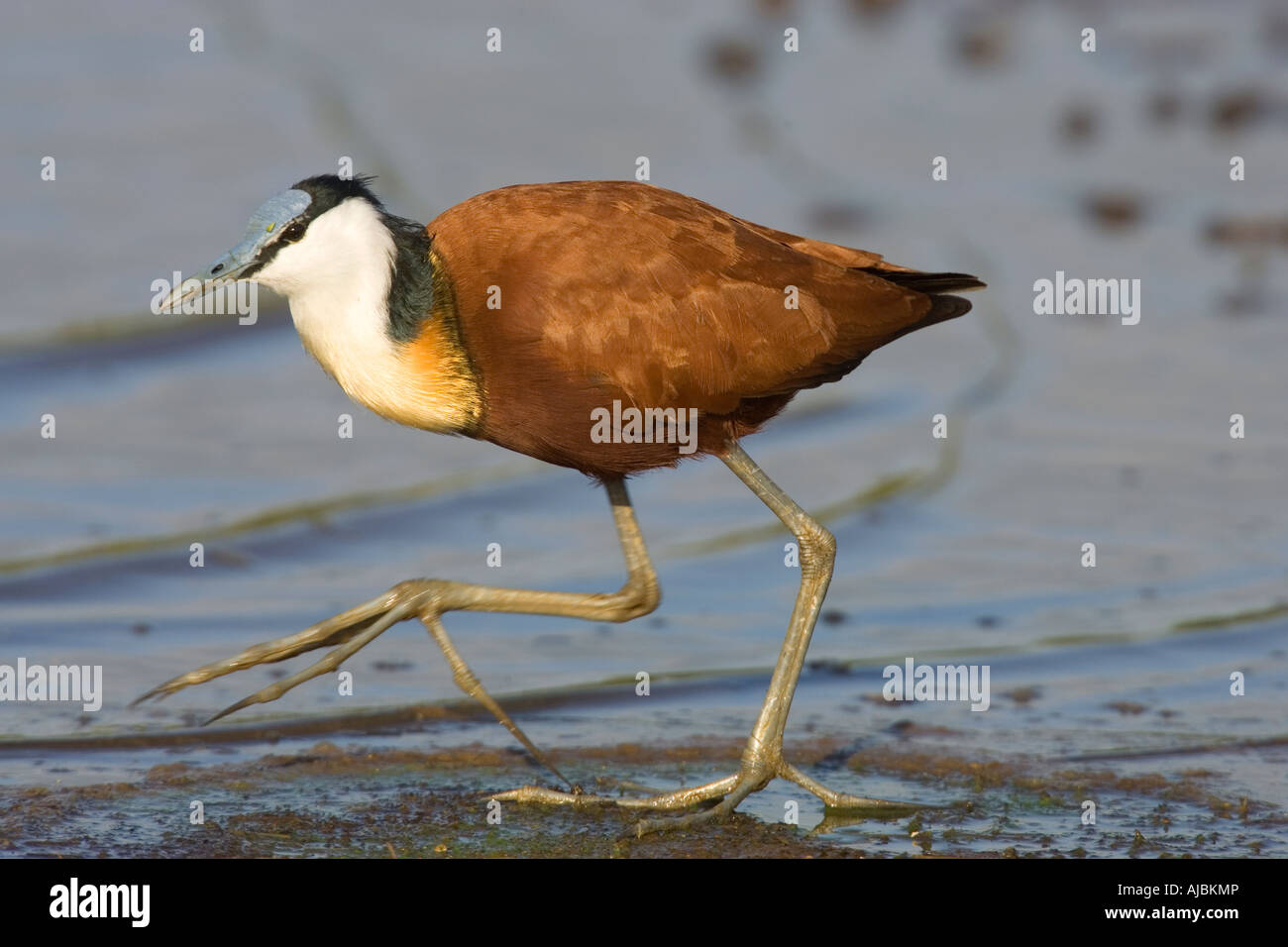 African Jacana (Actophilornis africana) Walking Through Water Stock ...
