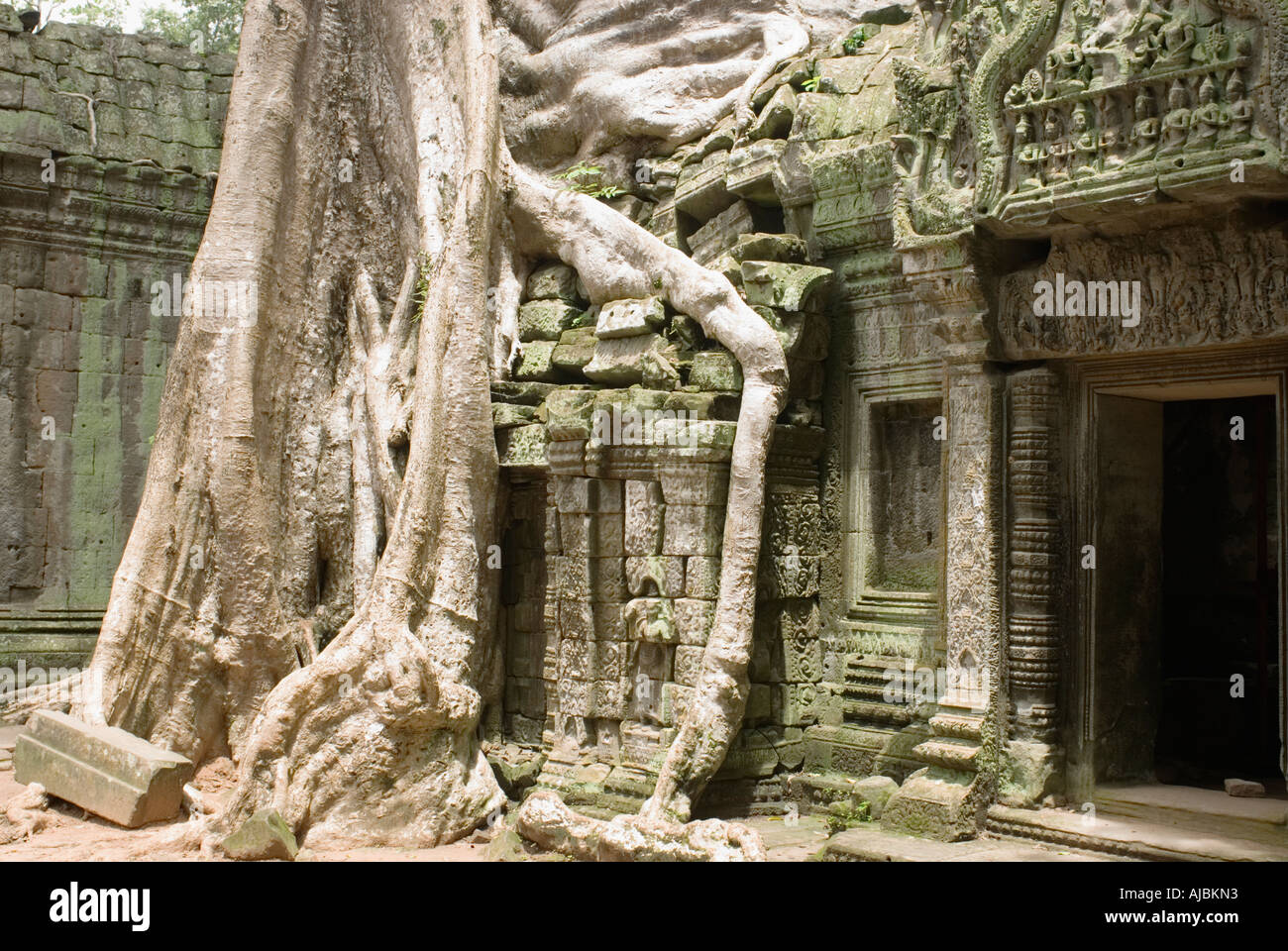 Cambodia kapok tree jungle temple ruins hi-res stock photography and ...