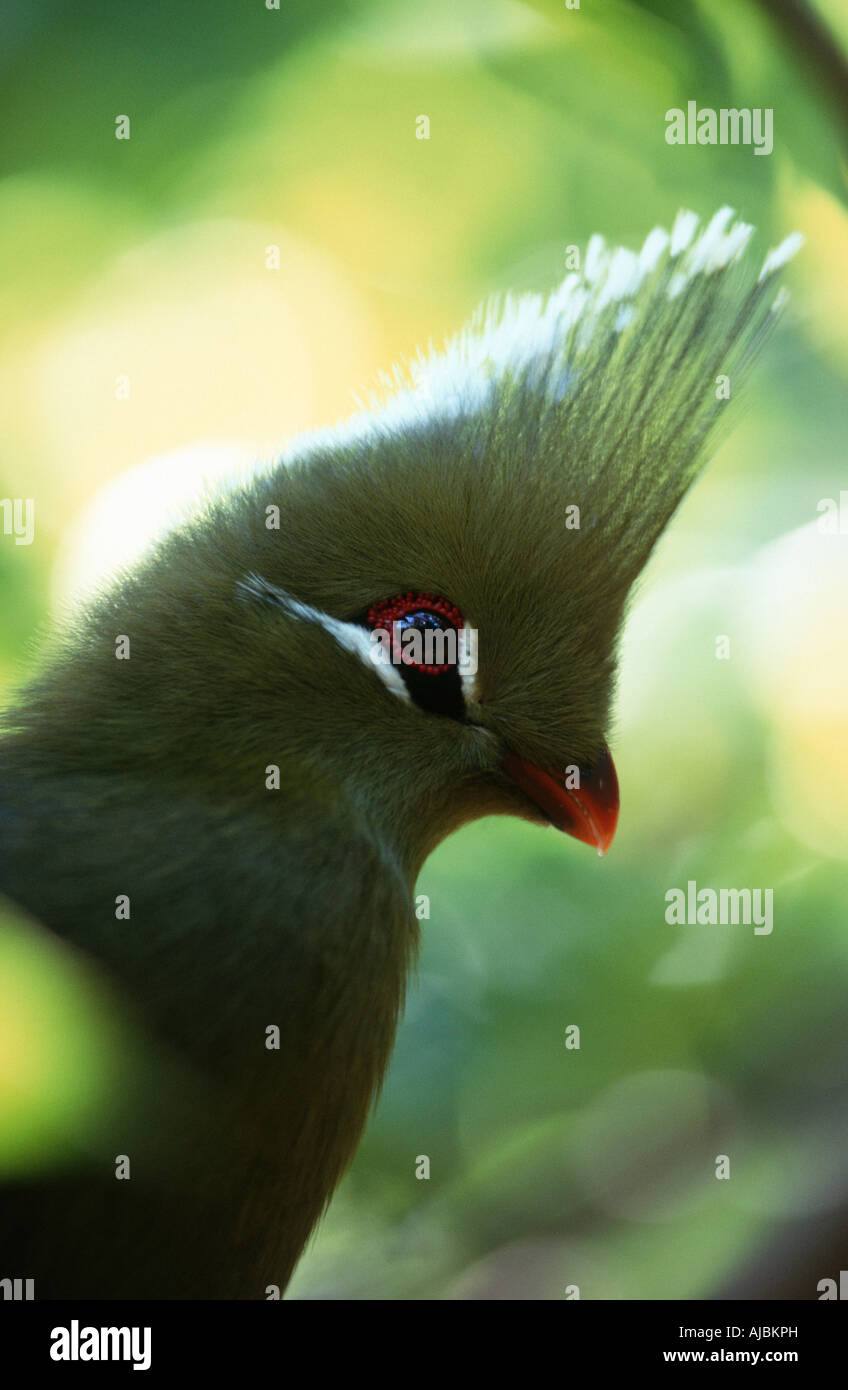 Profile of a Knysna Turaco (Lourie) (Tauraco corythaix Stock Photo - Alamy