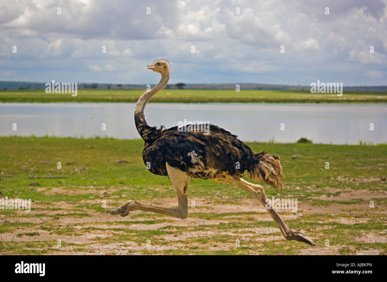 Ostrich running motion hi-res stock photography and images - Alamy