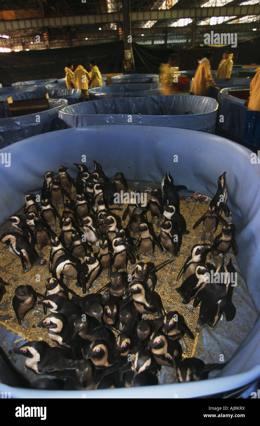 African (Jackass) Penguin (Speniscus demersus) Rehabilitation Stock ...