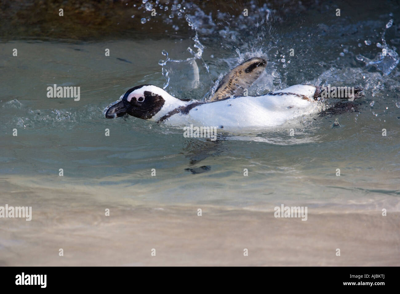 African (Jackass) Penguin (Speniscus demersus) Swimming in Shallow ...