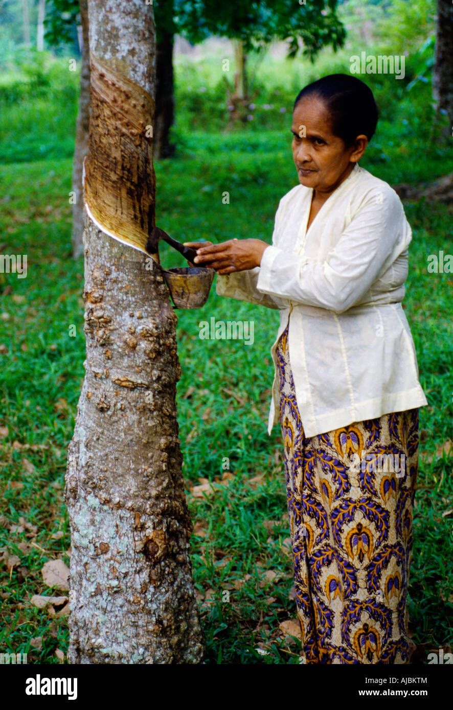 Penang Malaysia Tapping Rubber Tree Stock Photo - Alamy