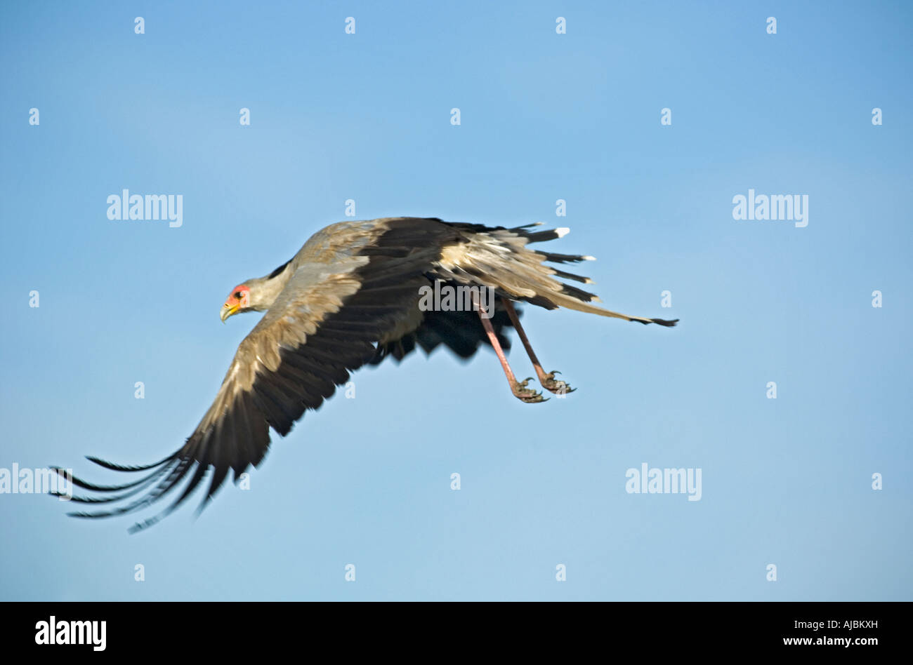 Secretary bird flying hi-res stock photography and images - Alamy