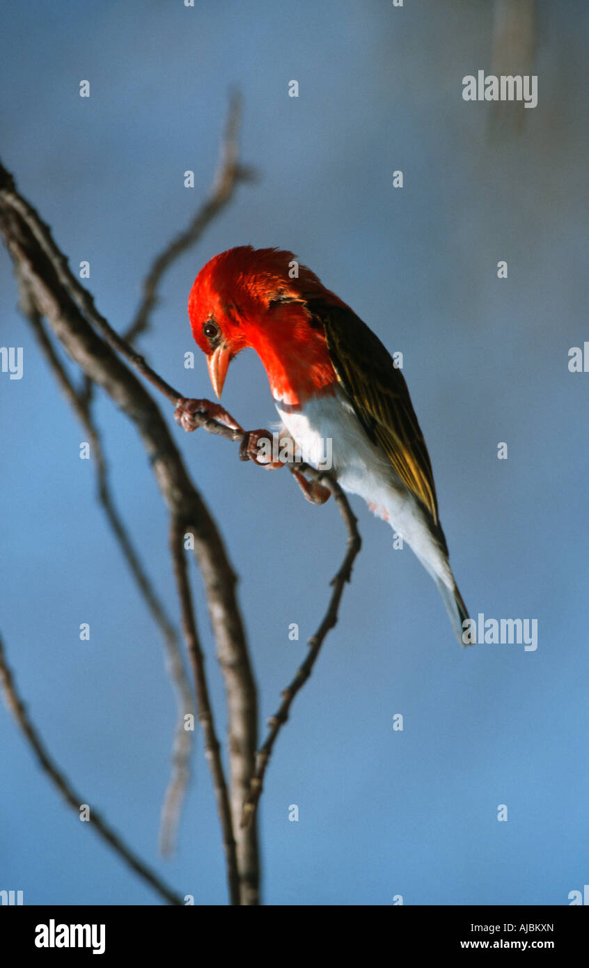Portrait of a Red-headed Weaver (Anaplectes rubriceps) Hanging From a ...