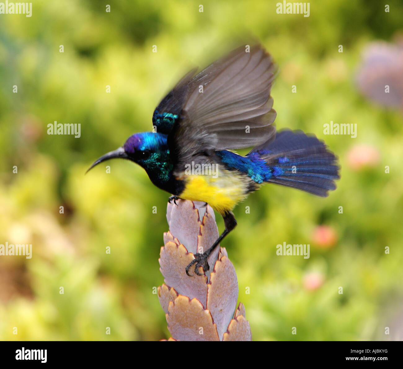 Variable Yellow-Bellied Sunbird (Cinnyris venustus Stock Photo - Alamy