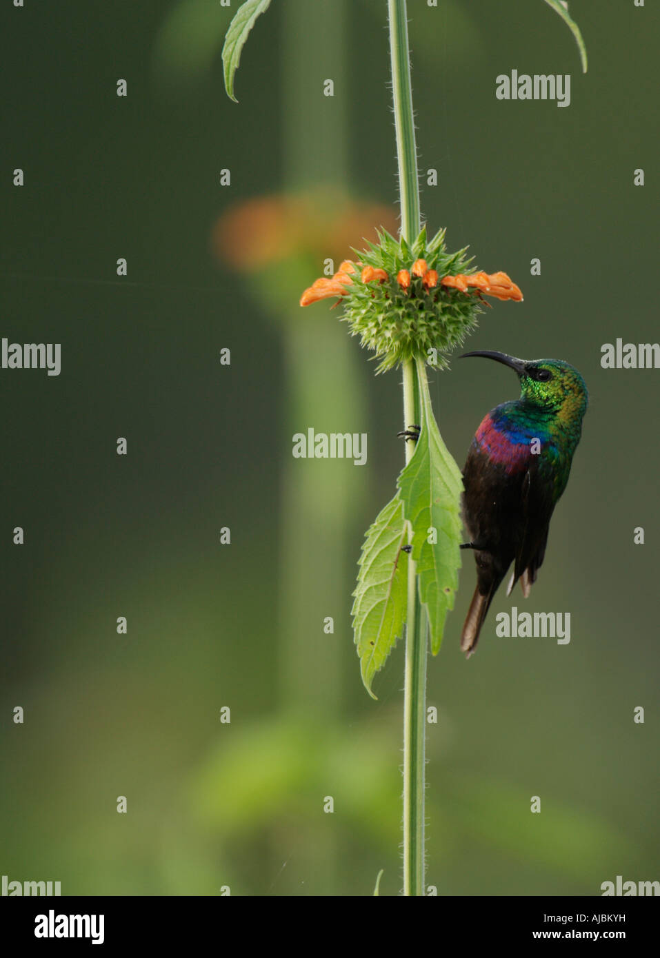 Marico Sunbird (Cinniris mariquensis) on a Plant Stalk Stock Photo - Alamy