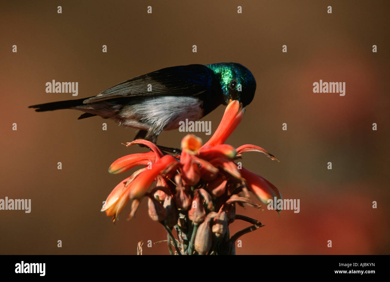 Nectarinia talatala hi-res stock photography and images - Alamy