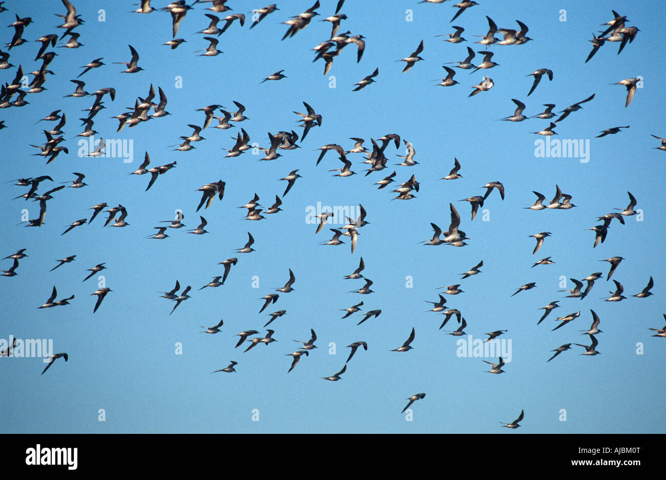 Flock of Common Tern (Sterna hirundo) Flying Across the Blue Sky Stock ...