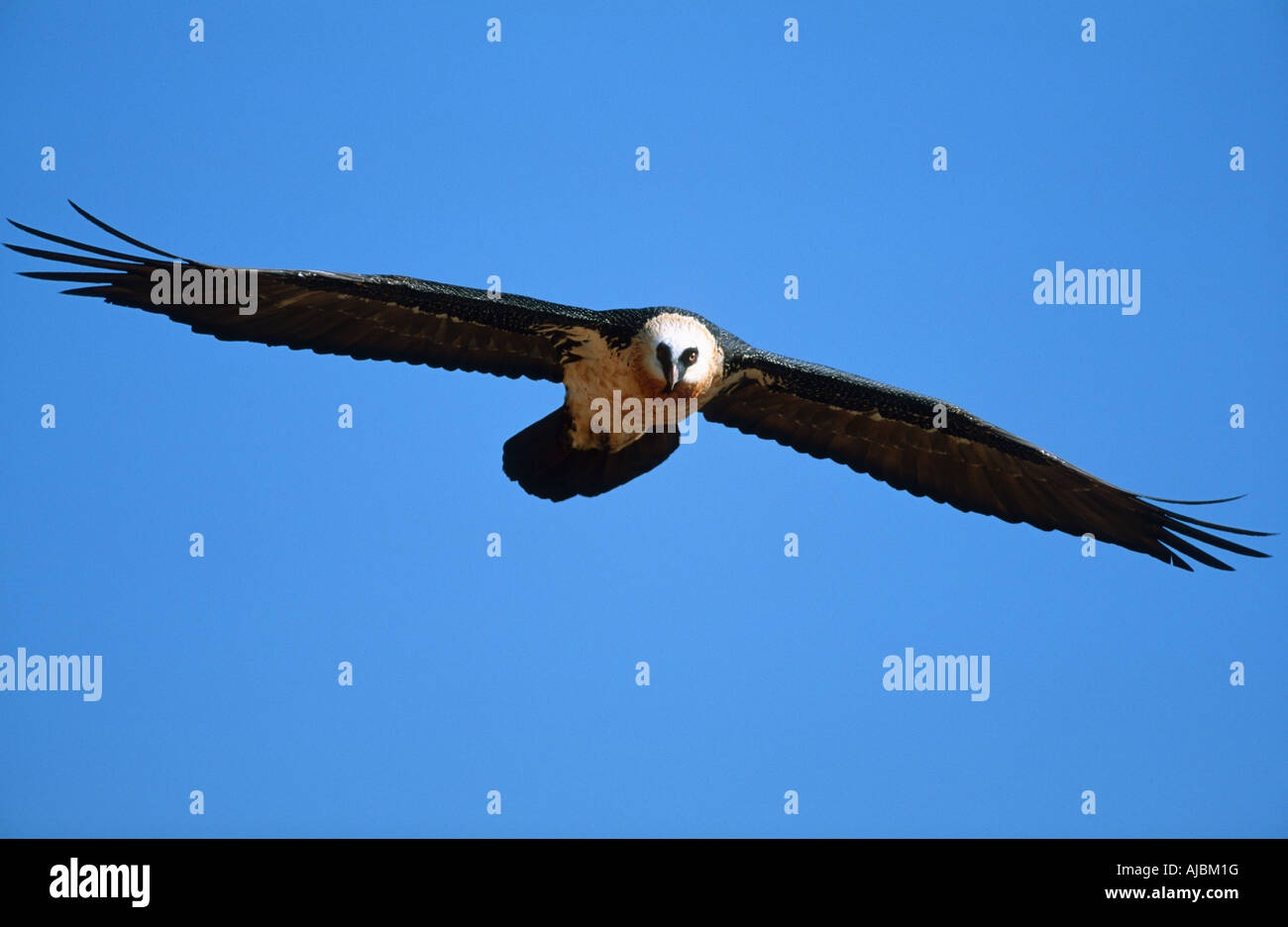 Bearded Vulture (Gypaetus Barbatus) in Flight Stock Photo - Alamy