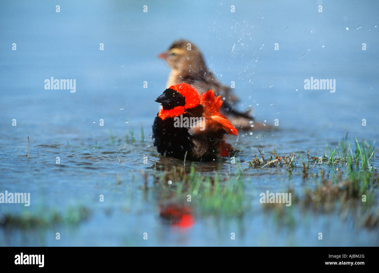 Red Bishop (Euplectes hordeaceus) Bathing in Shallow Water Stock Photo ...