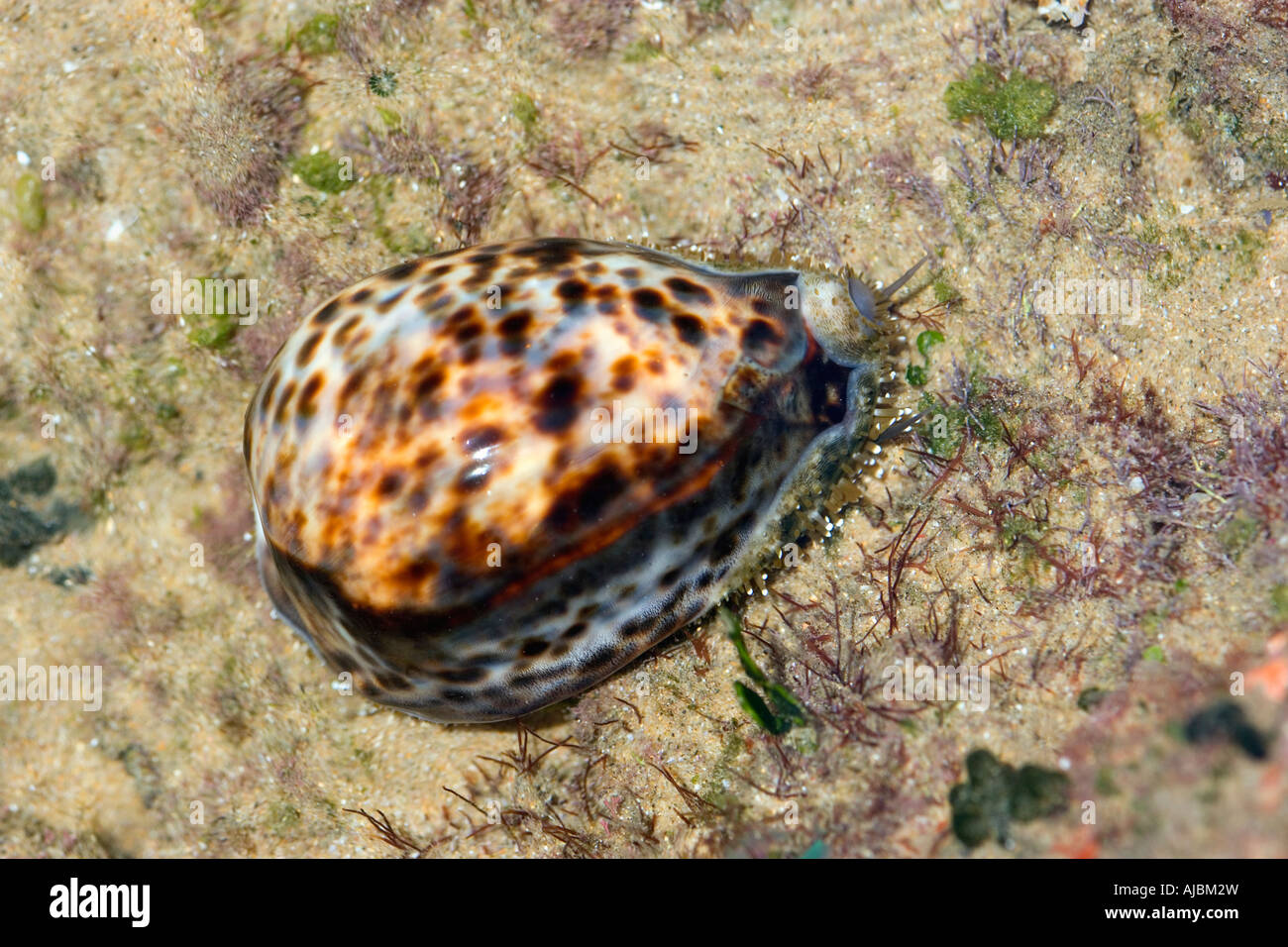 Close-up of a Spotted Shell on Beach Stock Photo - Alamy