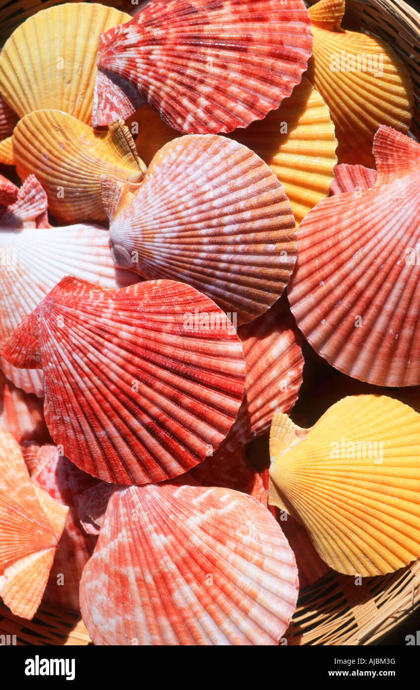 Colourful Display of Sea Shells Stock Photo - Alamy