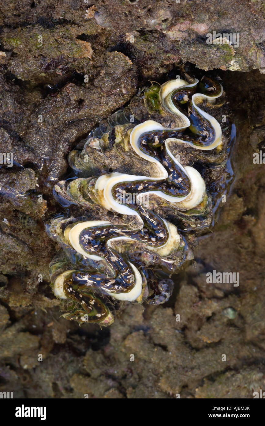Bivalve - Aquatic Mollusk (Pelecypoda) on Coral Reef Stock Photo - Alamy