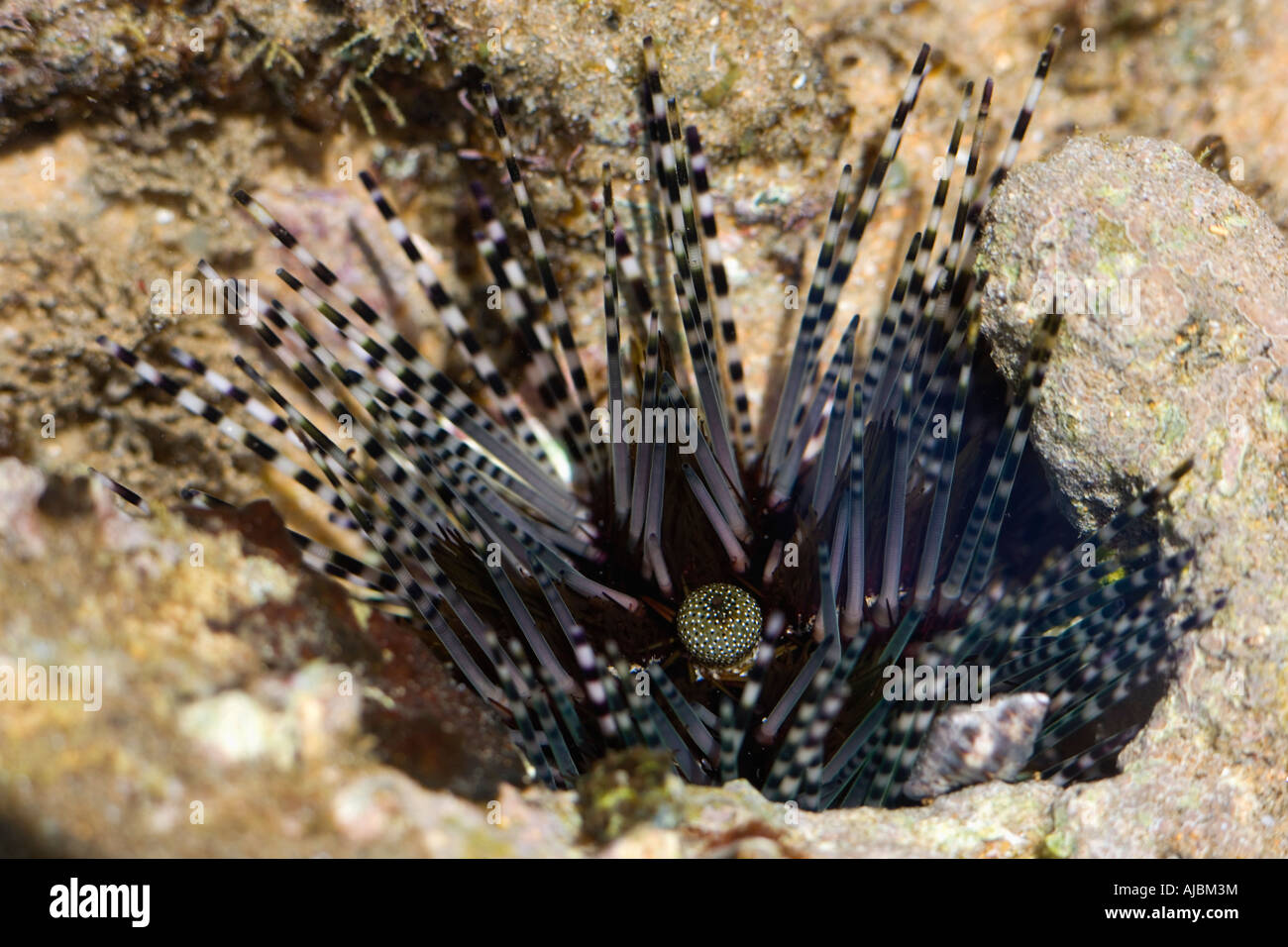 Sea Urchin (echinoderms) on Coral Reef Stock Photo - Alamy