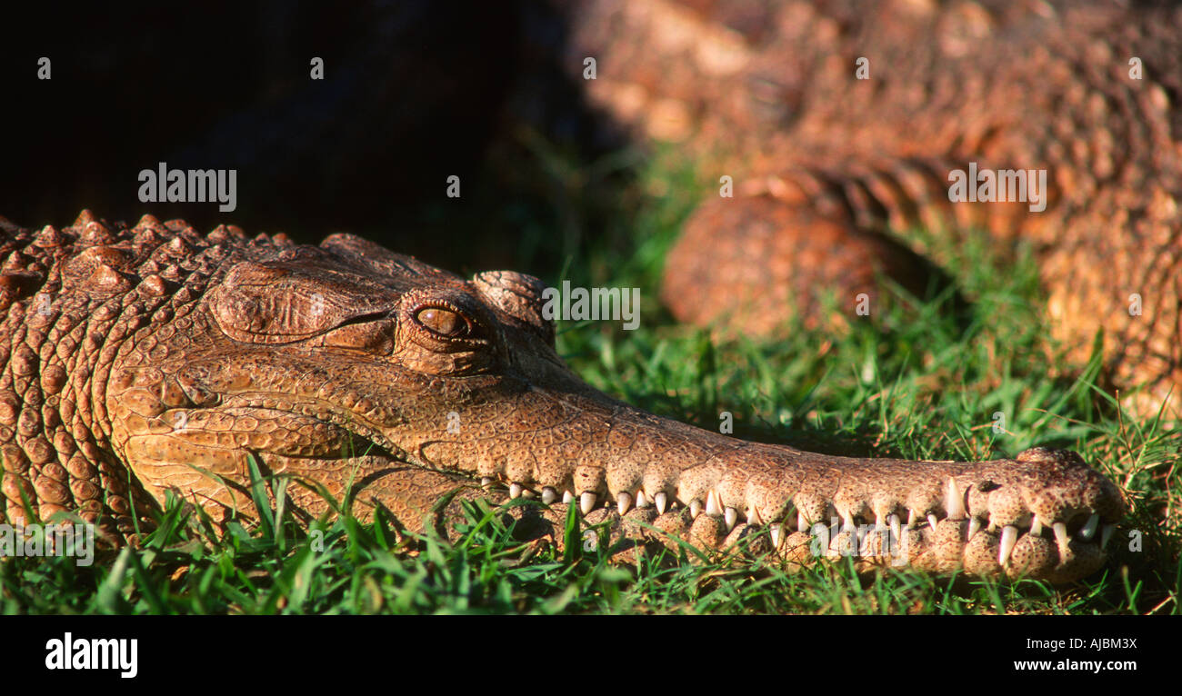 Close-Up of a Longsnouted Crocodile (Crocodylus cataphractus Stock ...