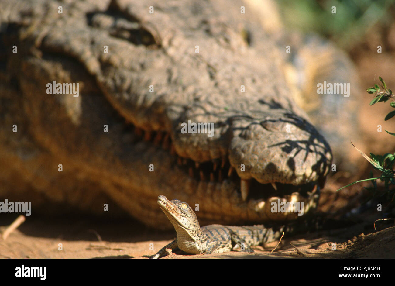 Close Up of a Crocodile (Crocodylus niloicus) Hatchling and Mother ...