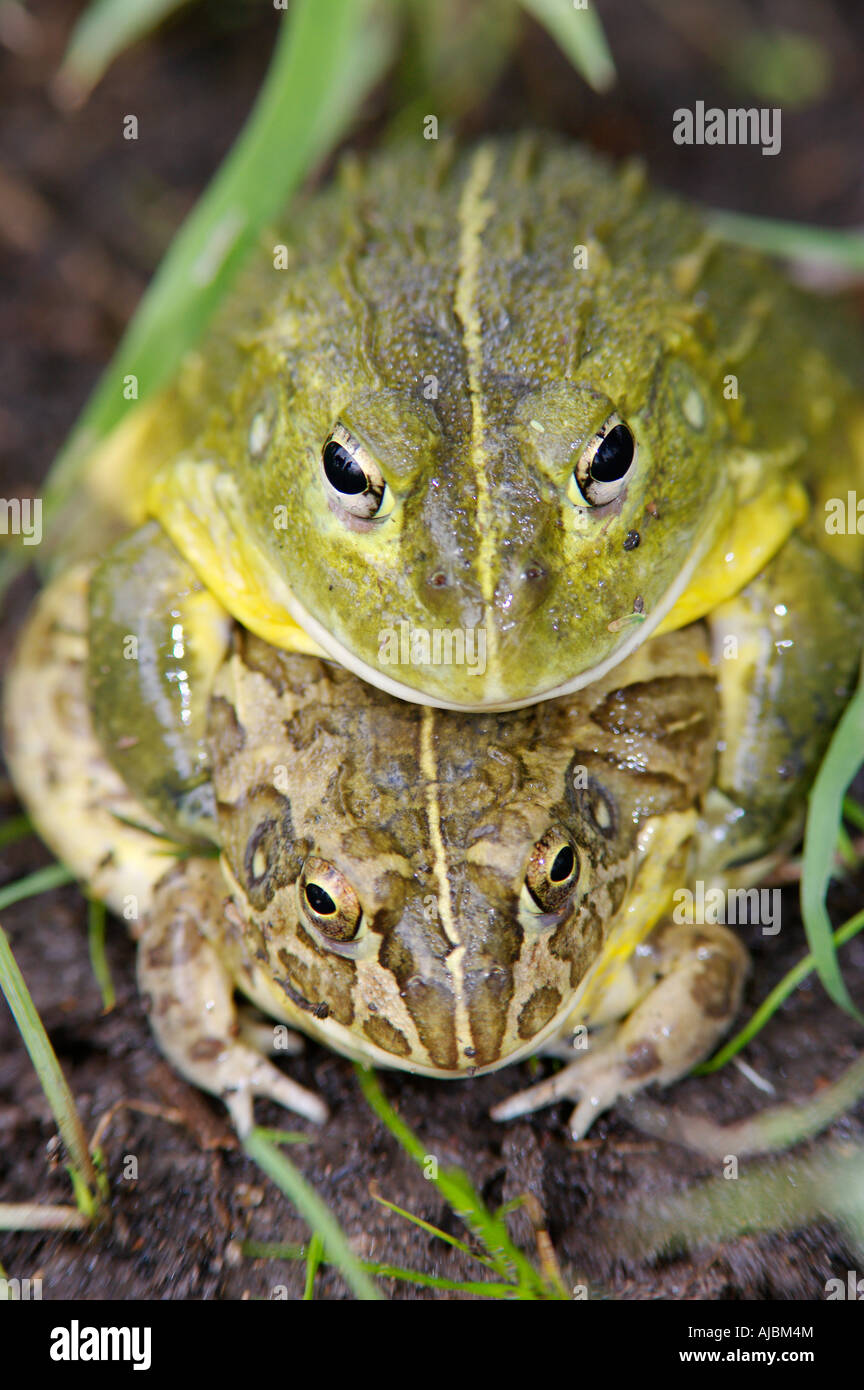 Bull Frog Pair Mating Stock Photo - Alamy