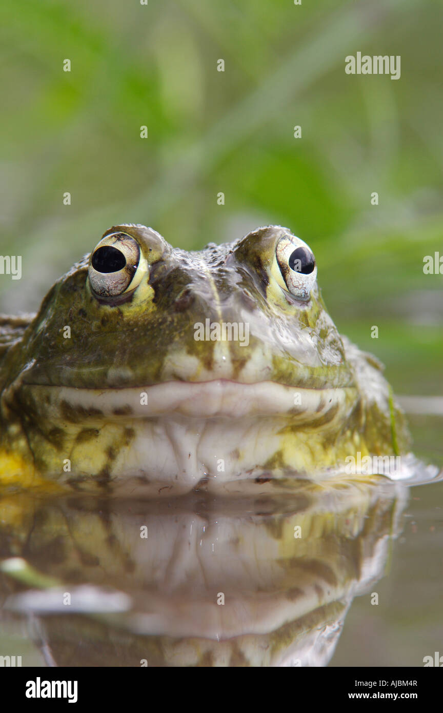 Bull Frog in Water - Portrait Stock Photo - Alamy