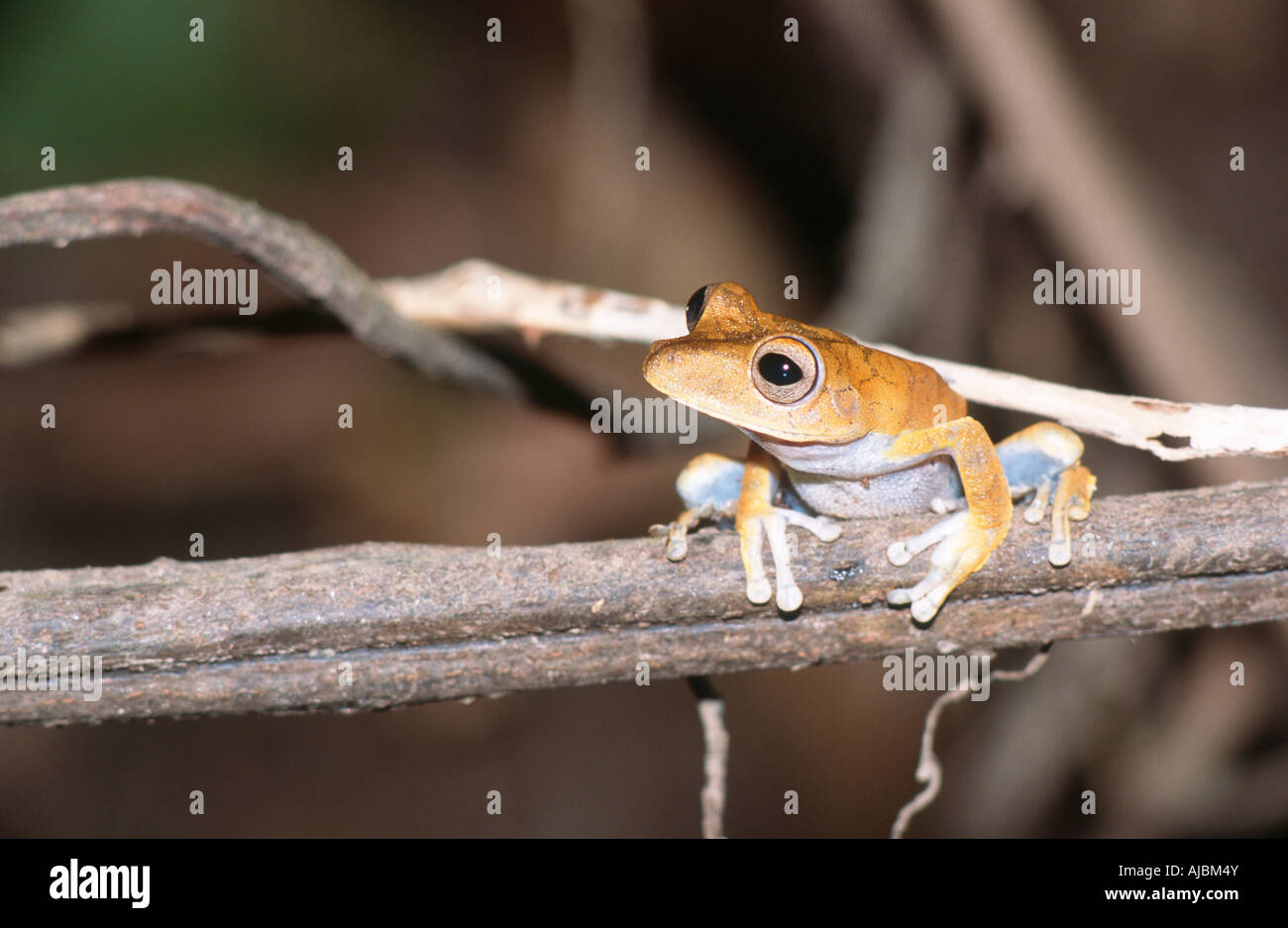 Frog on a back hi-res stock photography and images - Alamy