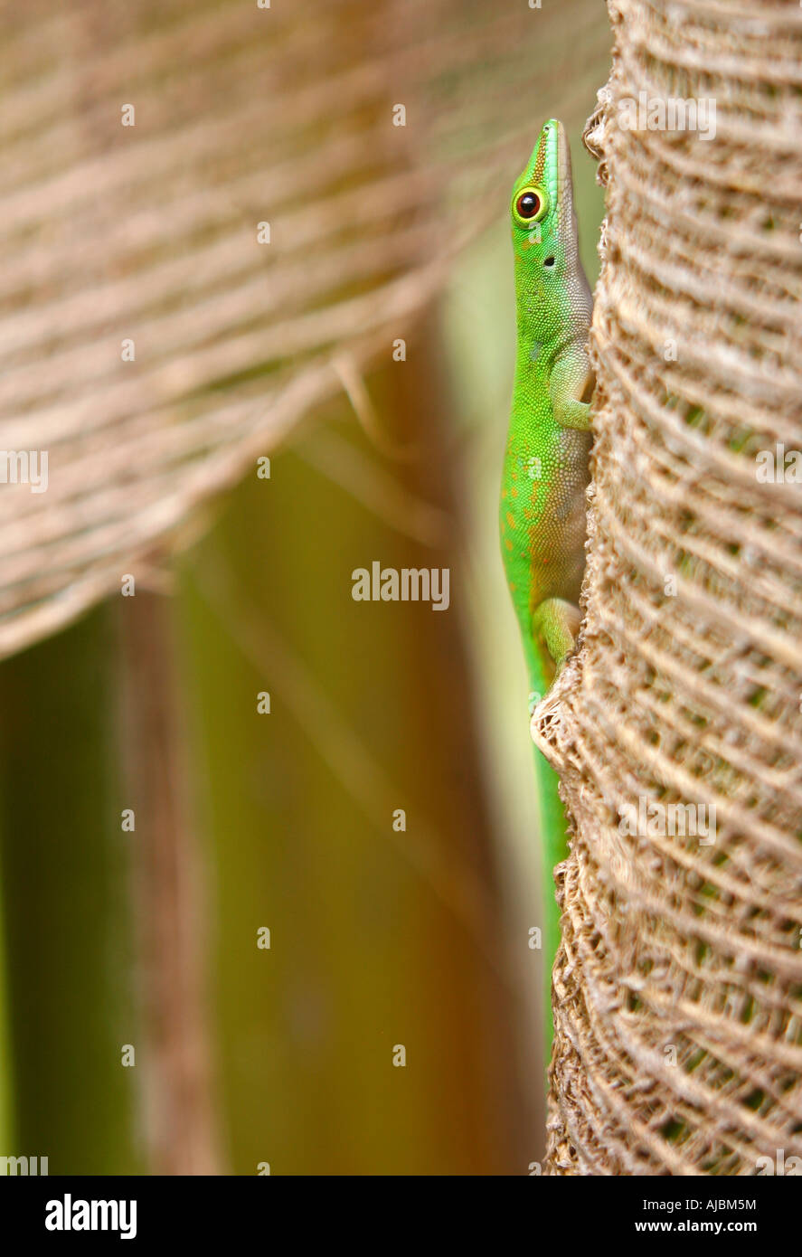 Green gecko phelsuma astriata hi-res stock photography and images - Alamy