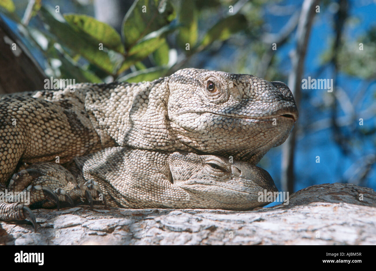 Rock Monitors Mating Stock Photo - Alamy