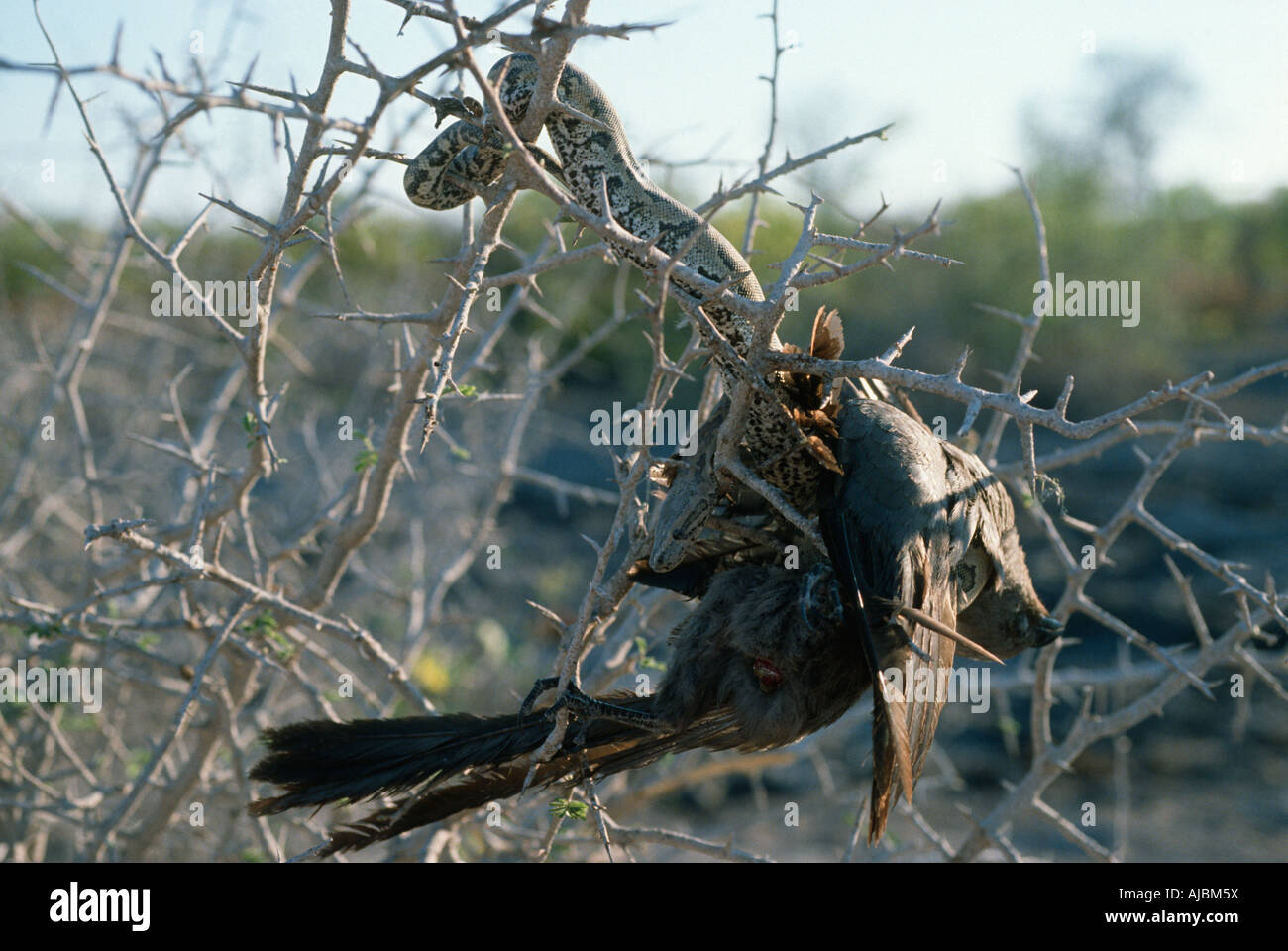 Angolan Python (Python anchietae) with Grey Go-Away-Bird (Lourie ...