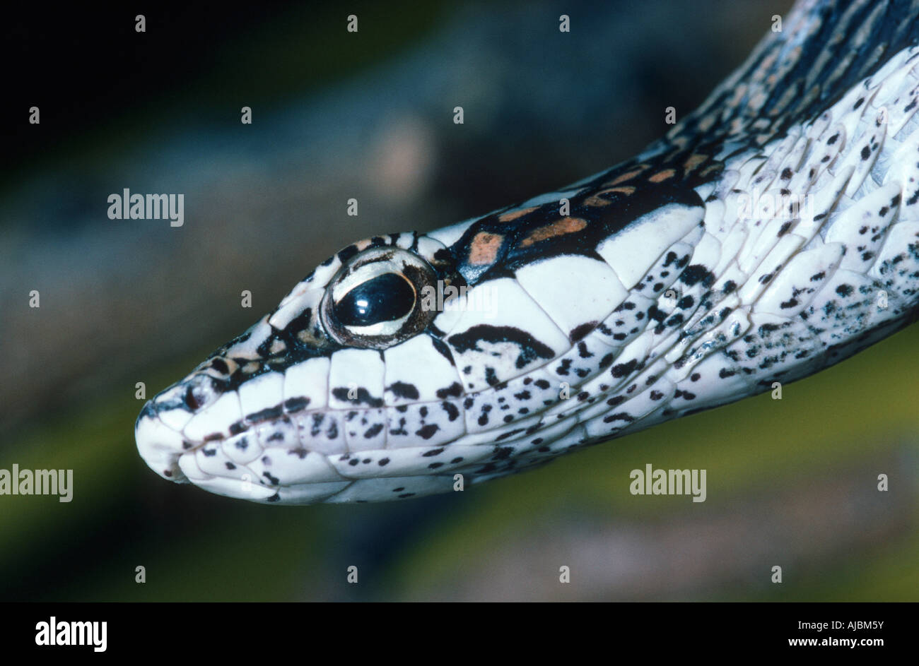 Thelotornis hi-res stock photography and images - Alamy