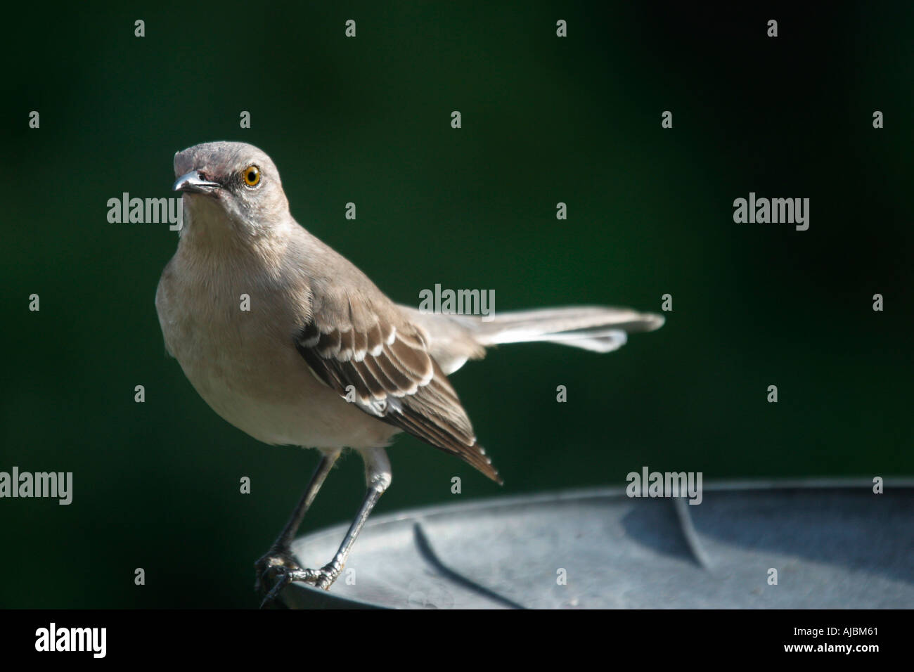 Bird Named Mockingbird mimus polyglottos Texas State Bird The mocker ...